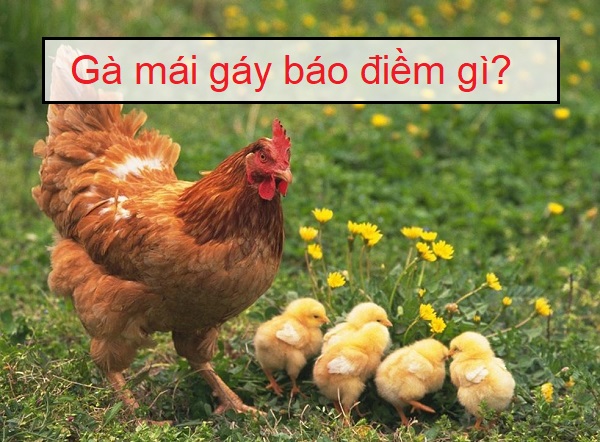 Rất Hay Cẩn Thận Khi Gà Mái Gáy Là điềm Báo Tai Họa Chết Chóc Cần